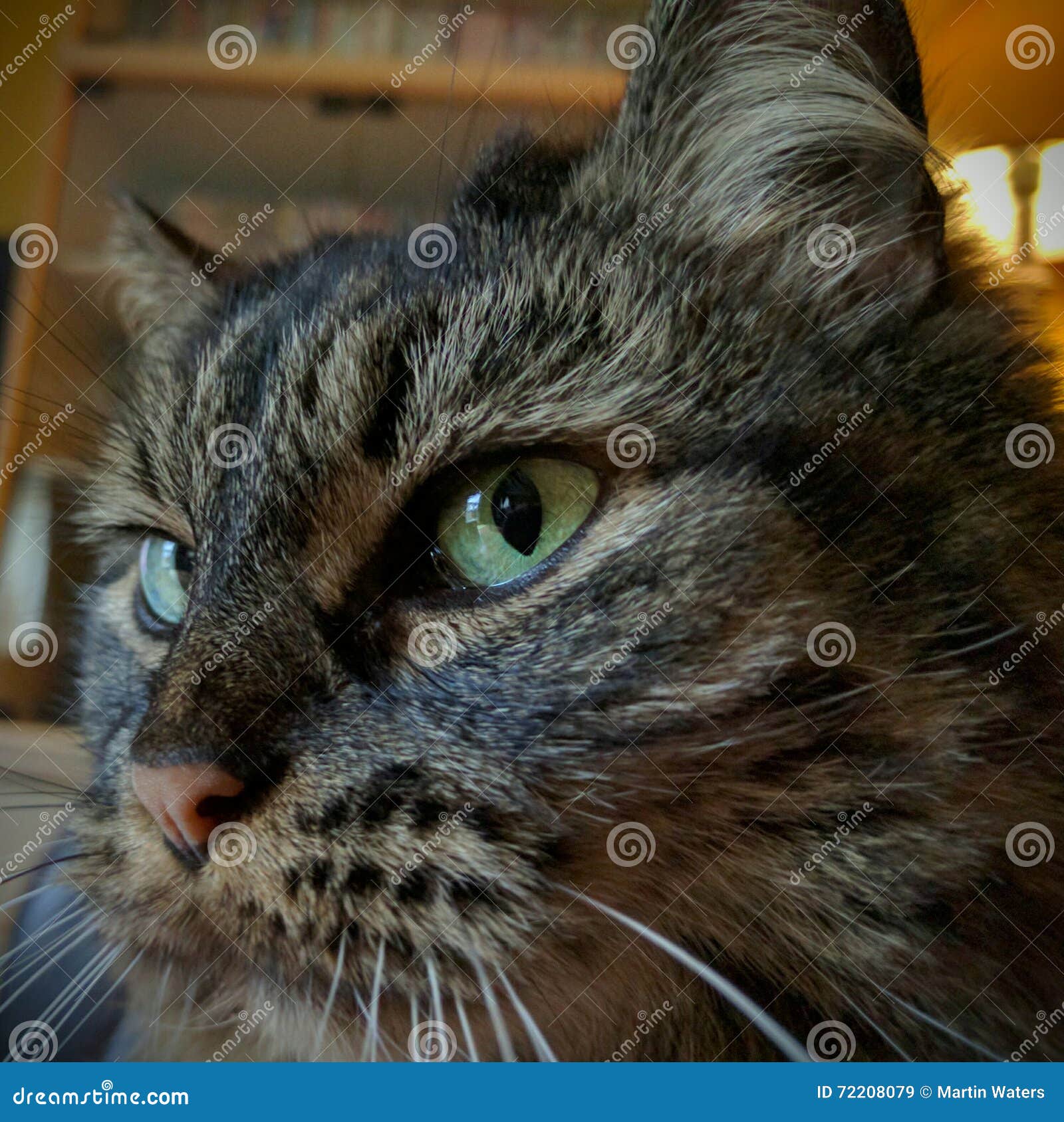 Serious cat stock image. Image of serious, closeup, whiskers - 72208079