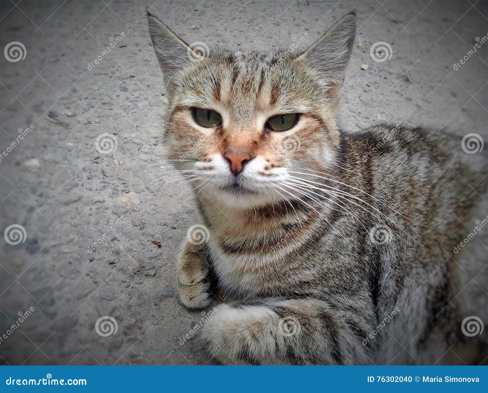 Serious cat stock photo. Image of nose, paws, eyes, serious - 76302040