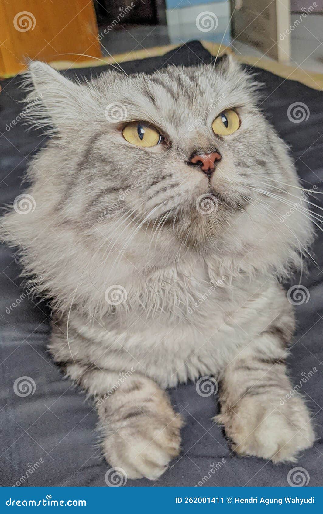 A Serious Cat Watching Something Stock Image - Image of nose, watching ...