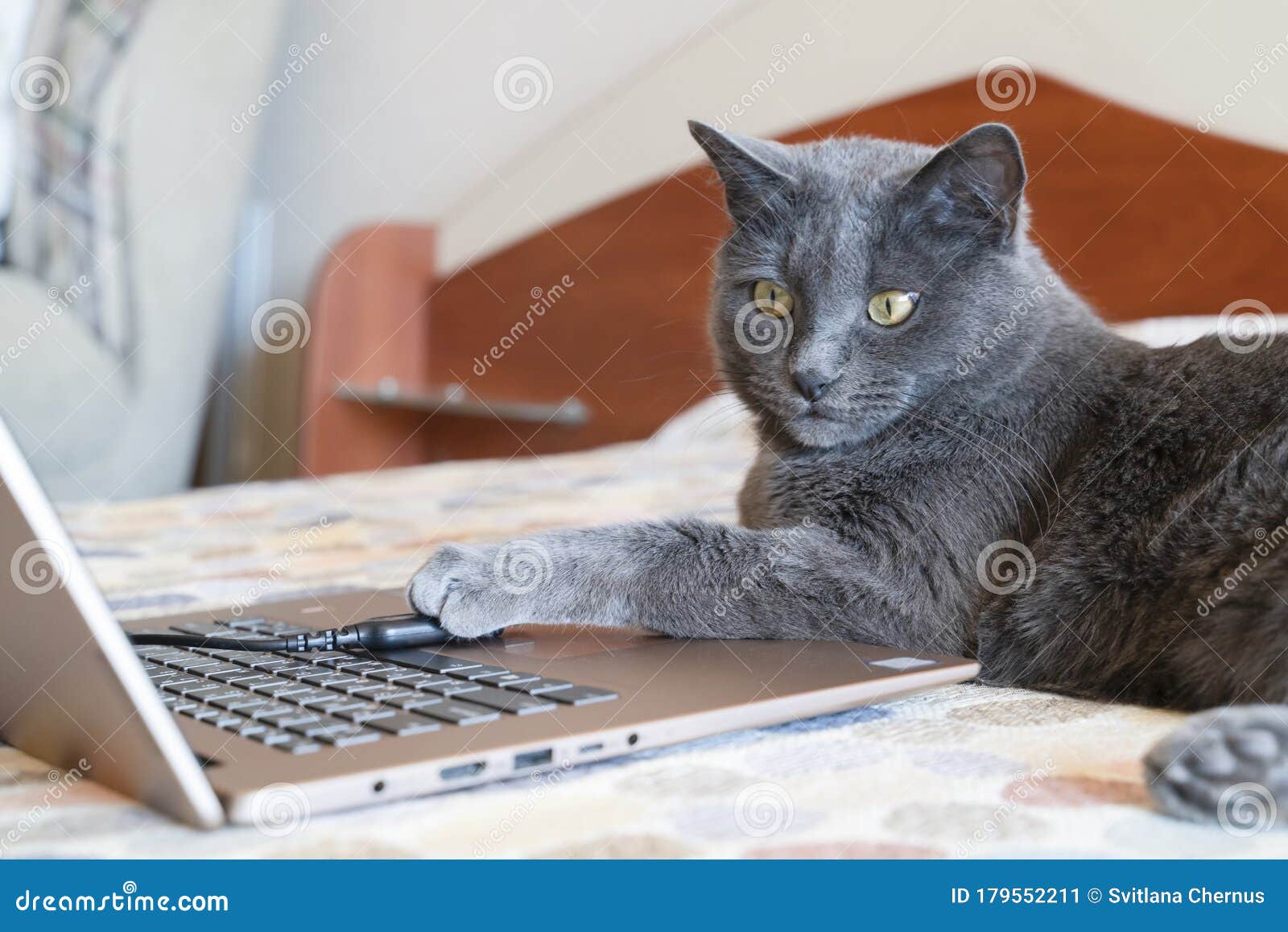 Serious Cat Working on Computer on Sofa at Home. Remote Work Concept ...