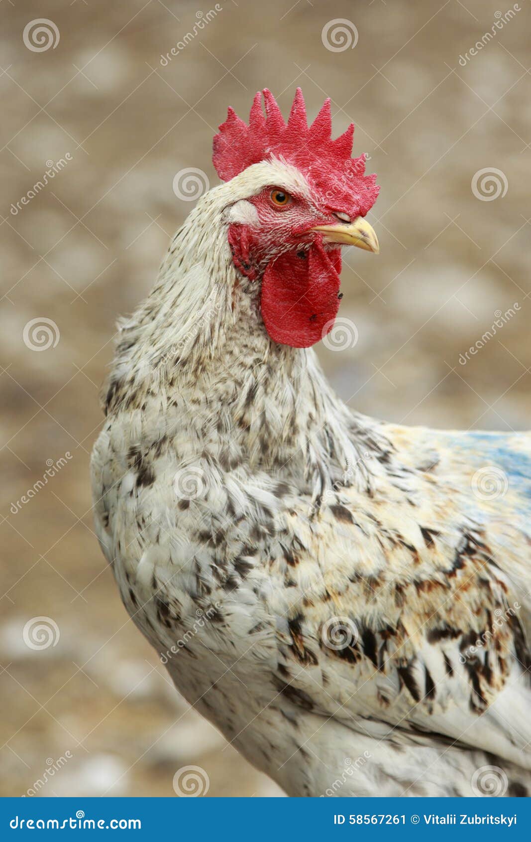 Serious chiken stock image. Image of wicked, serious - 58567261