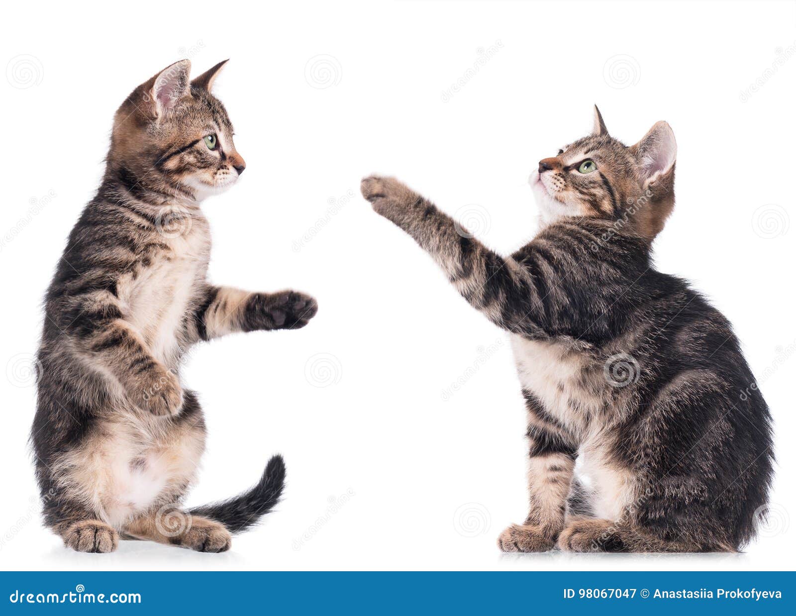 Serious cute kitten stock image. Image of kitten, mammal - 98067047