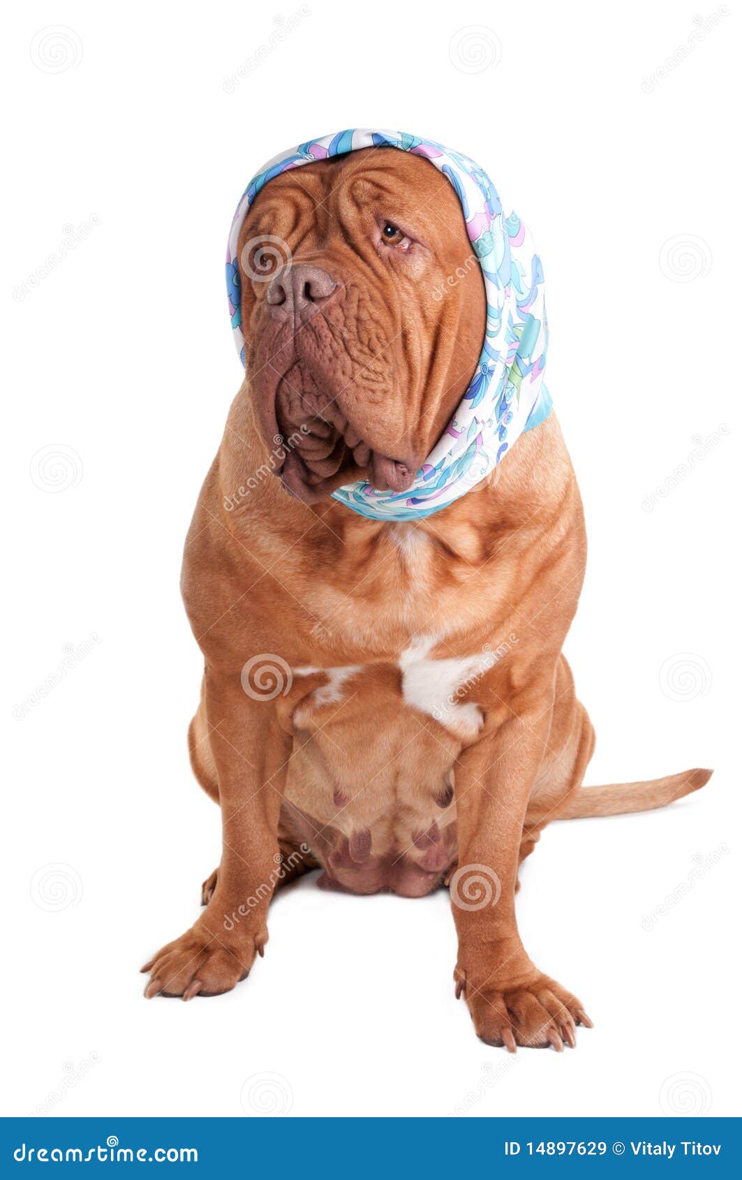 Serious dog stock image. Image of giant, contact, bull - 14897629