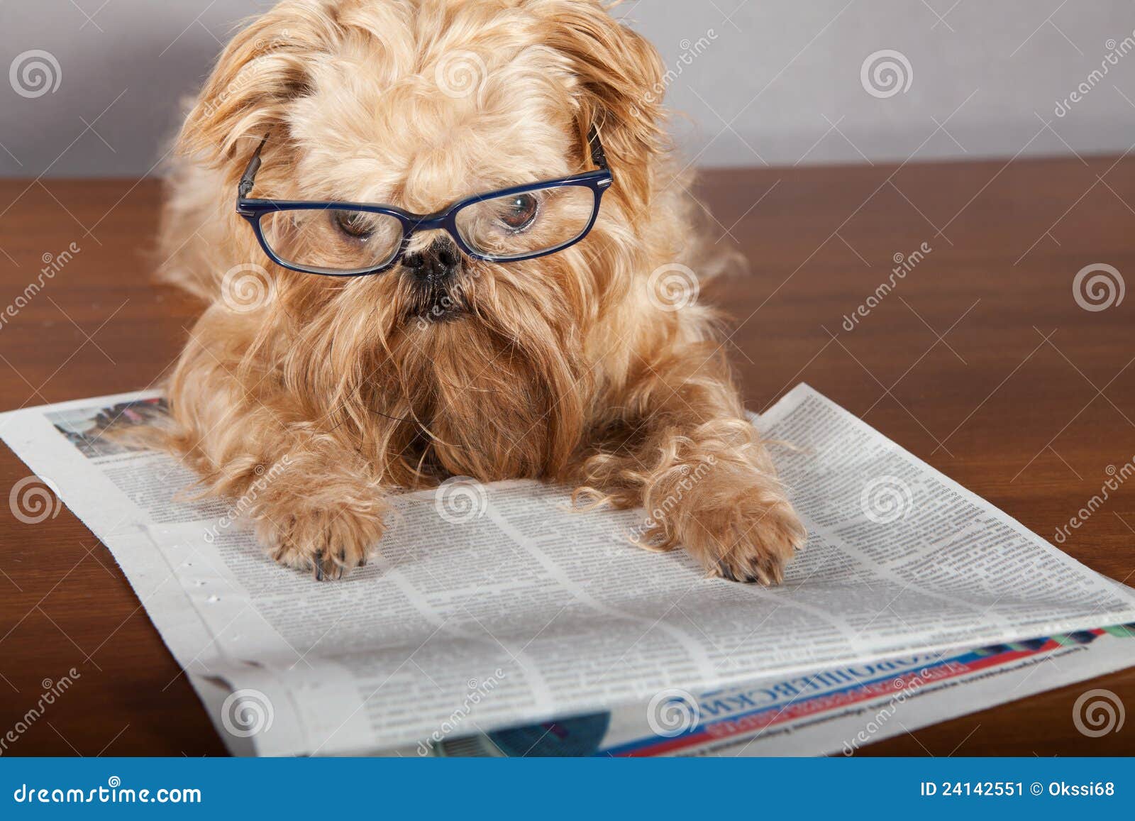Serious dog stock image. Image of funny, read, glasses - 24142551