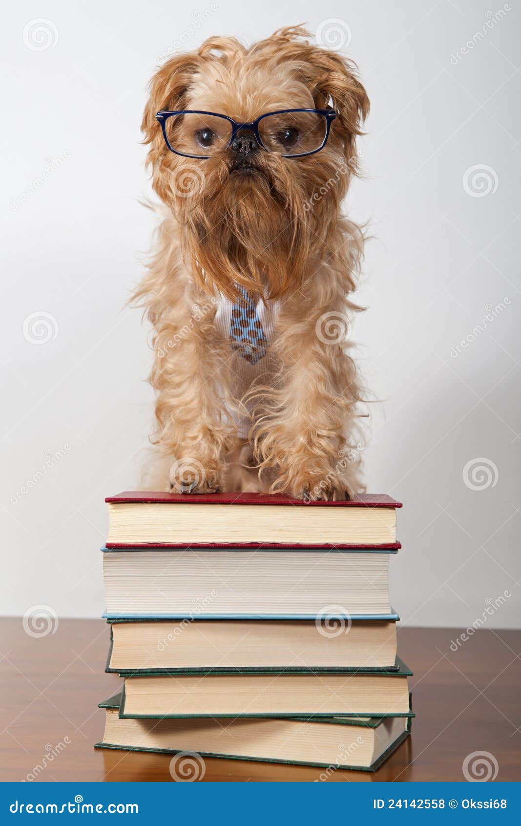 Serious dog stock photo. Image of comic, beige, puppy - 24142558