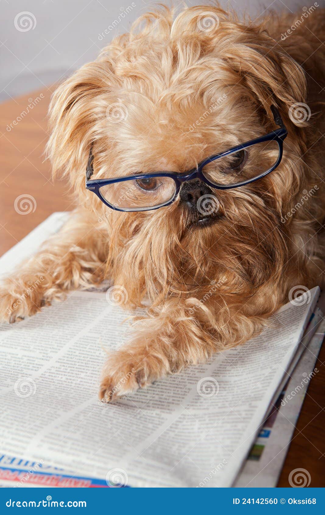 Serious dog stock photo. Image of comic, head, cheerful - 24142560