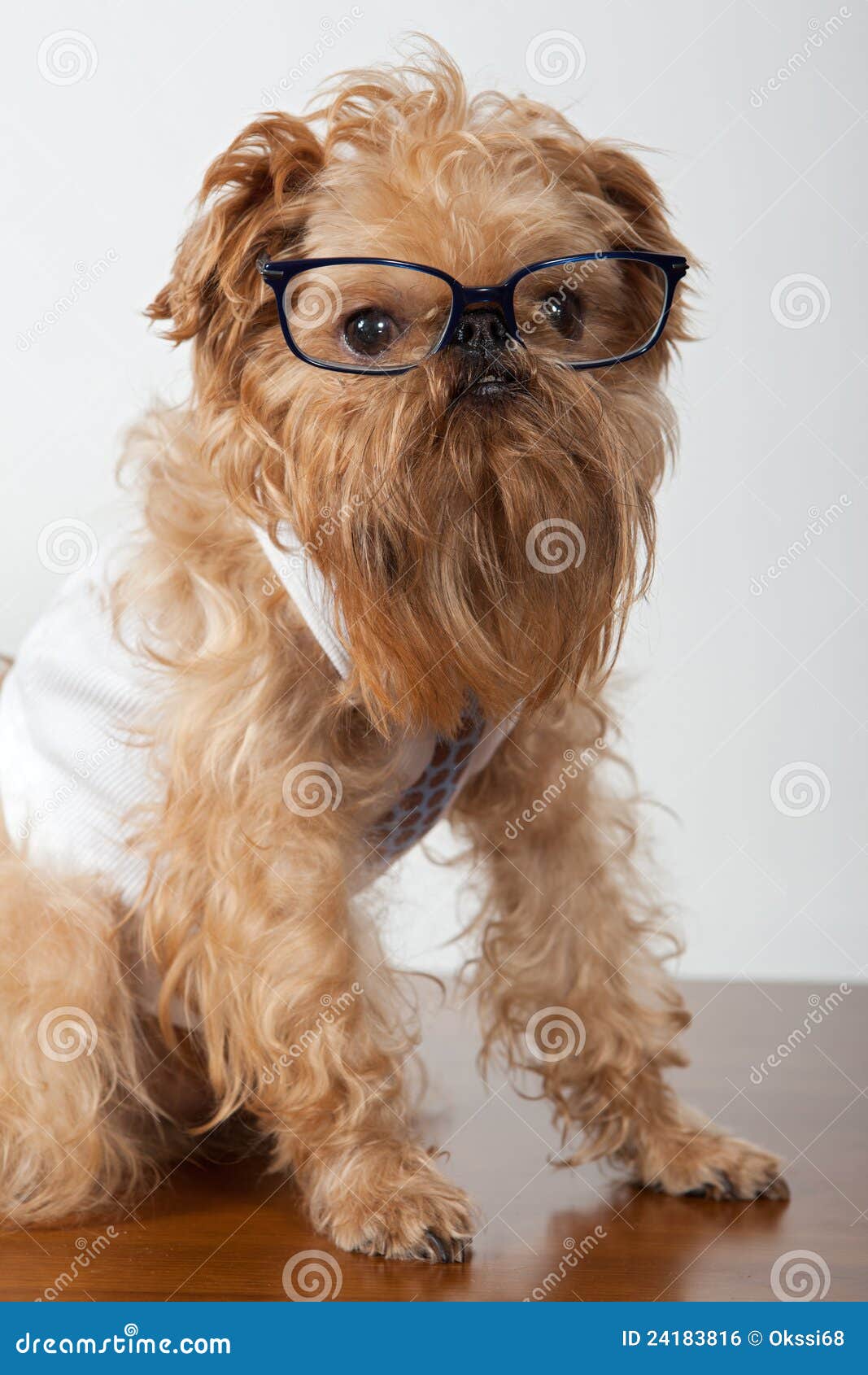 Serious dog stock photo. Image of bruxellois, funny, clothing - 24183816