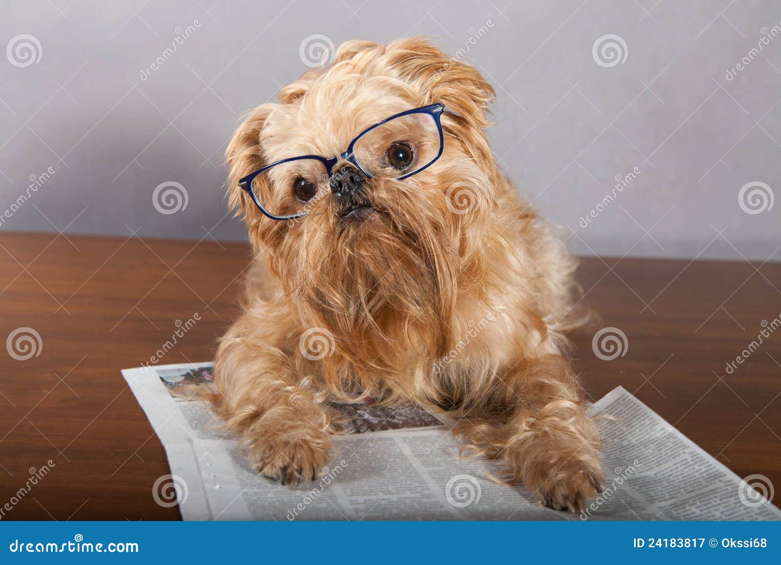 Serious dog stock image. Image of cute, glasses, griffon - 24183817