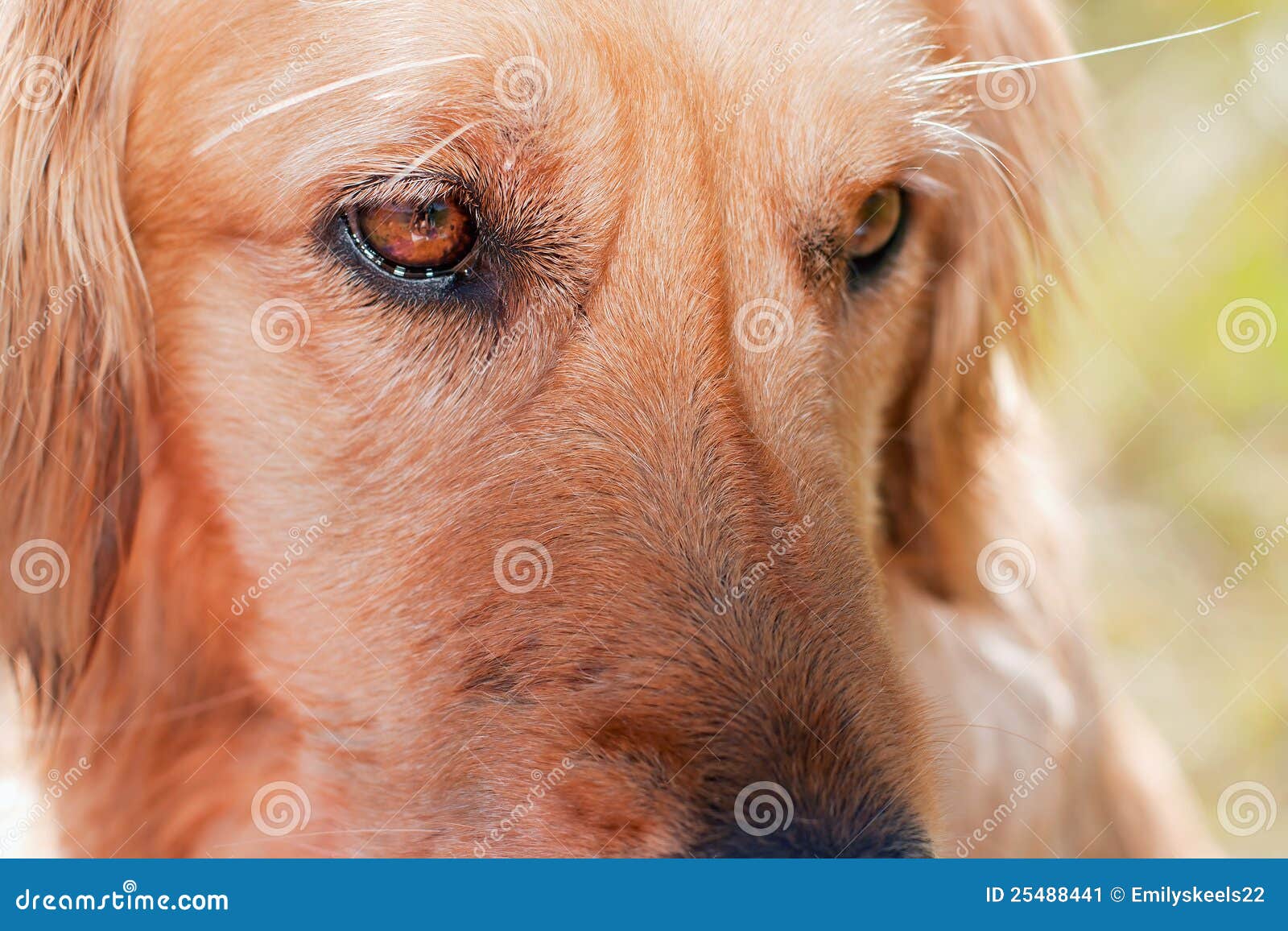 Serious dog stock image. Image of eyes, retriever, golden - 25488441