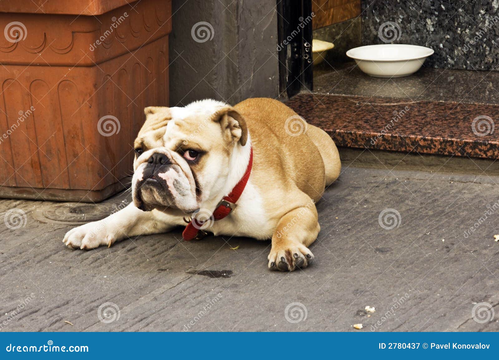 Serious dog stock image. Image of humor, learned, grace - 2780437