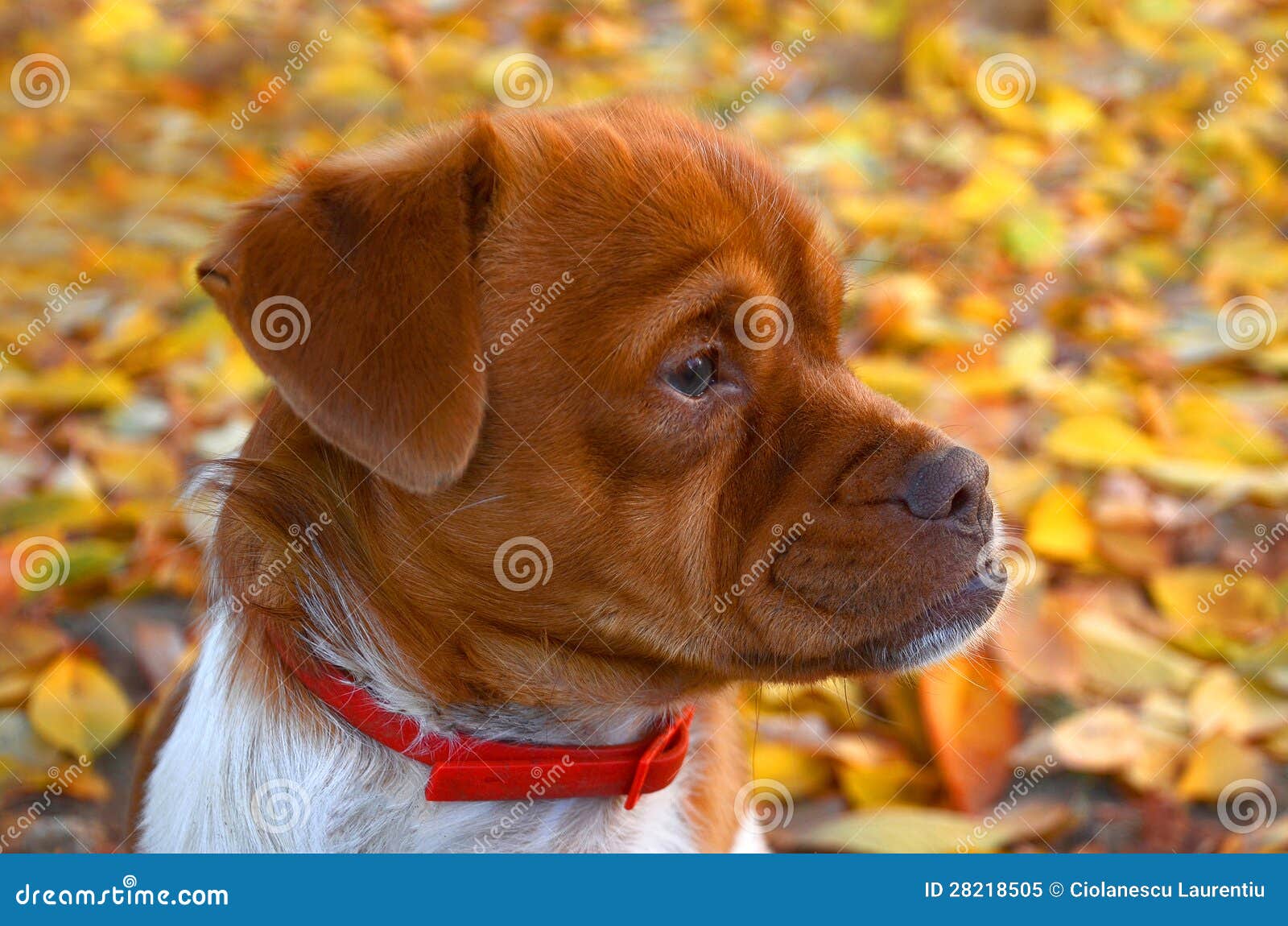 Serious dog stock image. Image of confident, expressive - 28218505