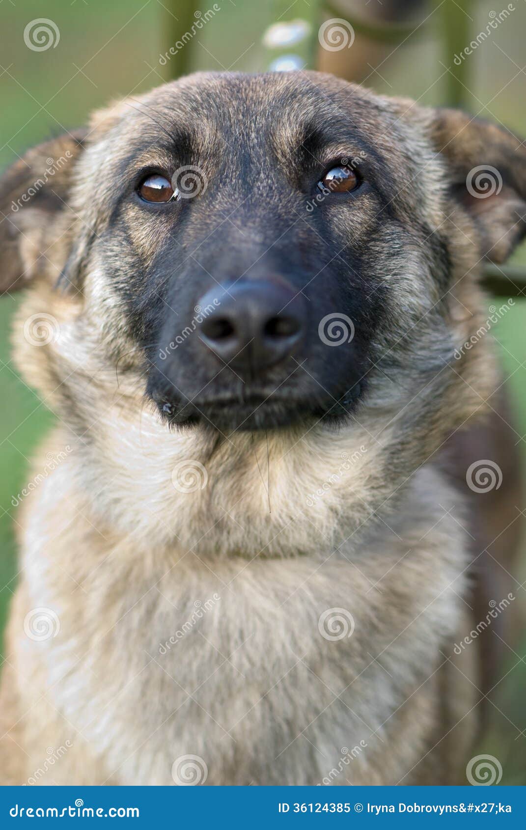 Serious Dog stock image. Image of mixed, breed, brown - 36124385