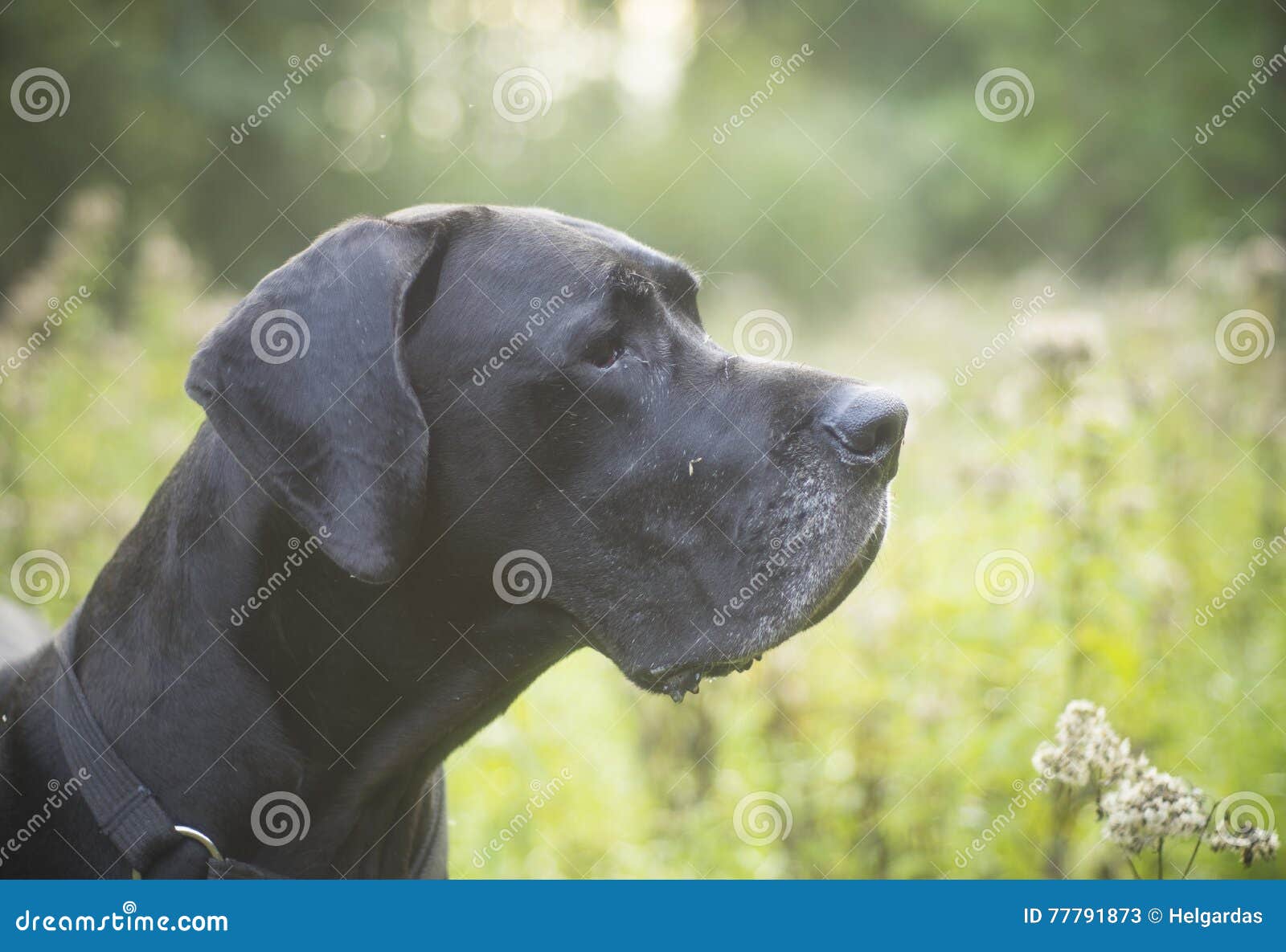 Serious dog head close up stock image. Image of forest - 77791873