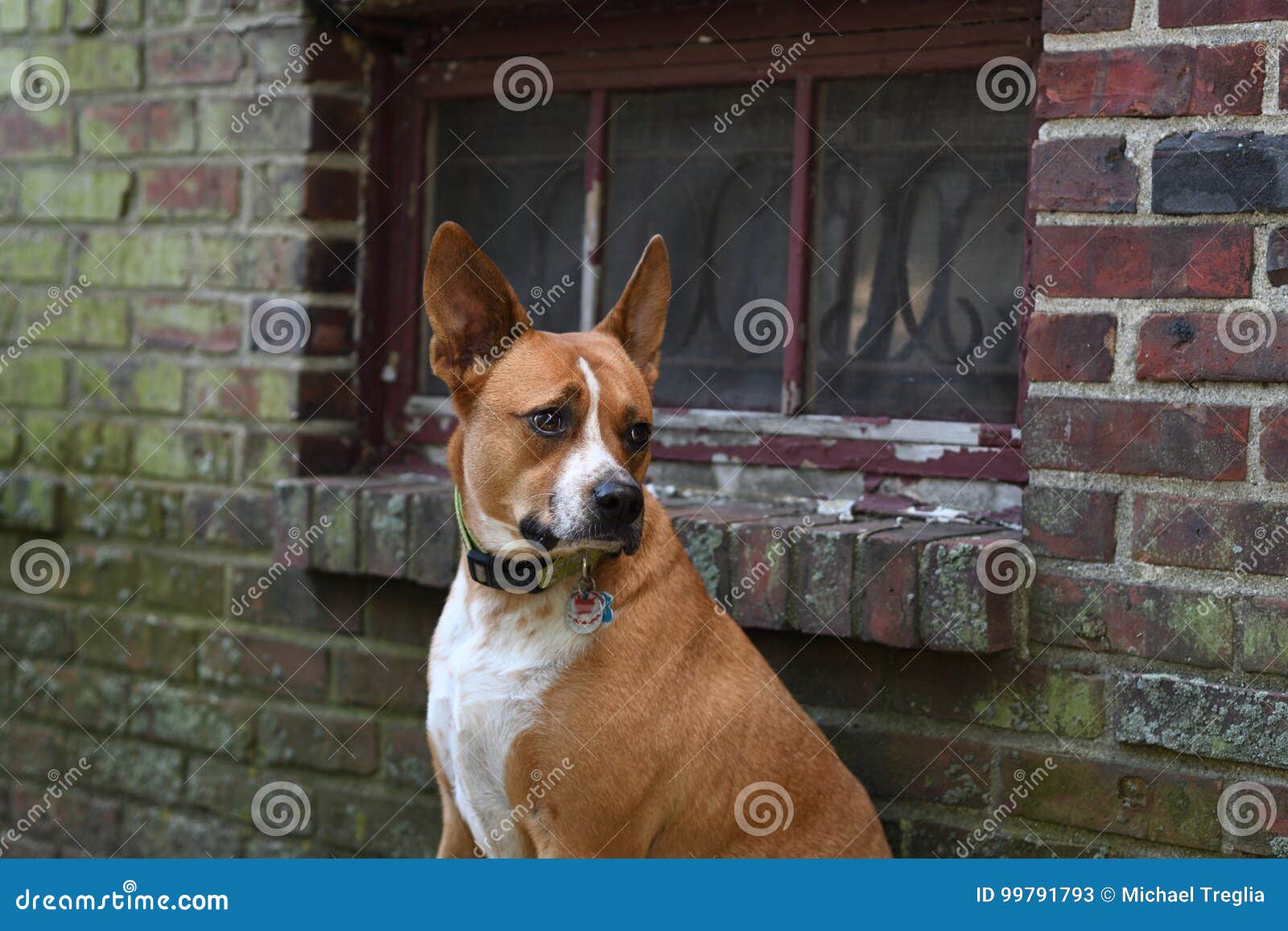 Serious Dog stock image. Image of shepherd, serious, worry - 99791793