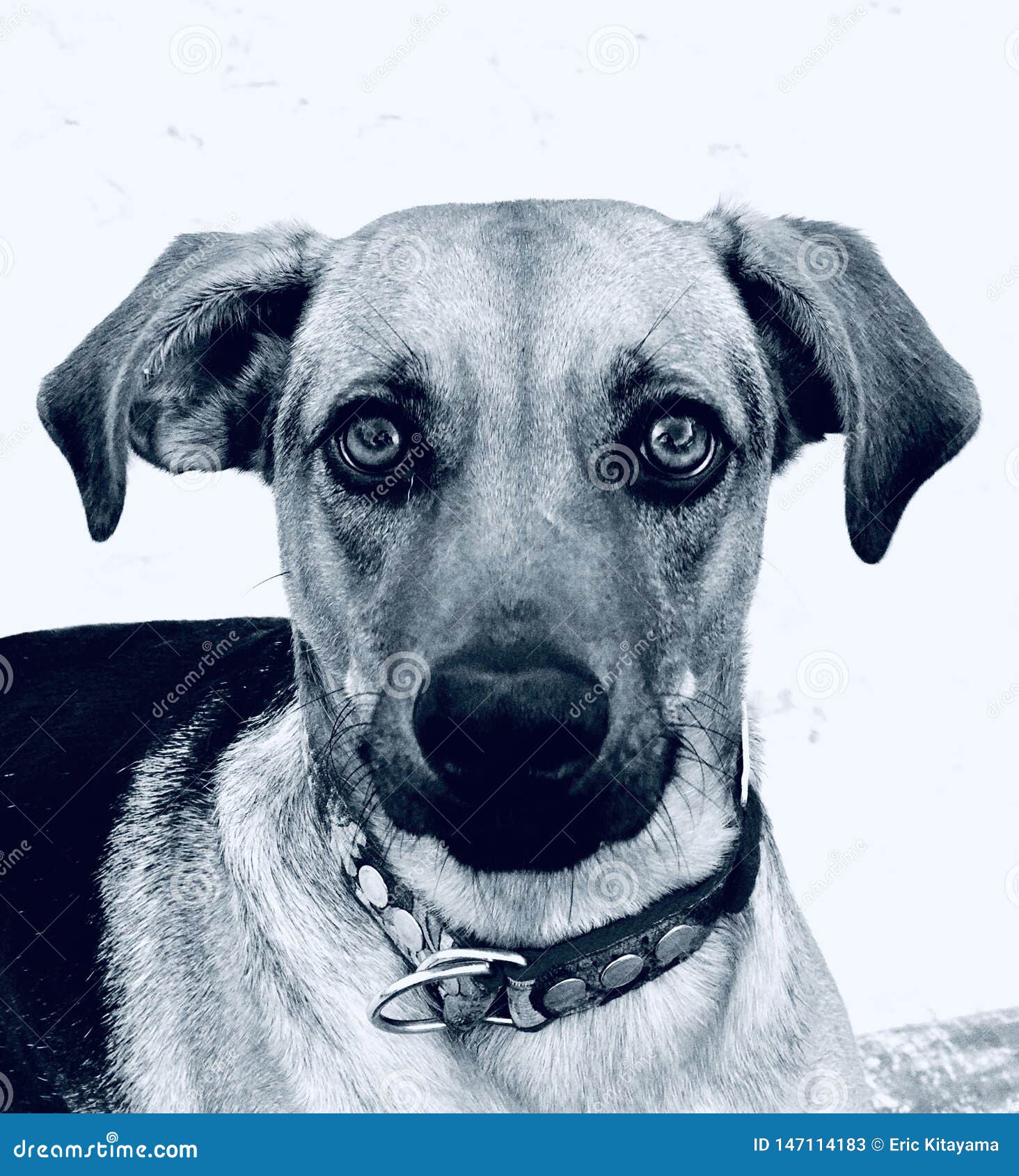 Serious dog stock image. Image of peta, serious, angry - 147114183