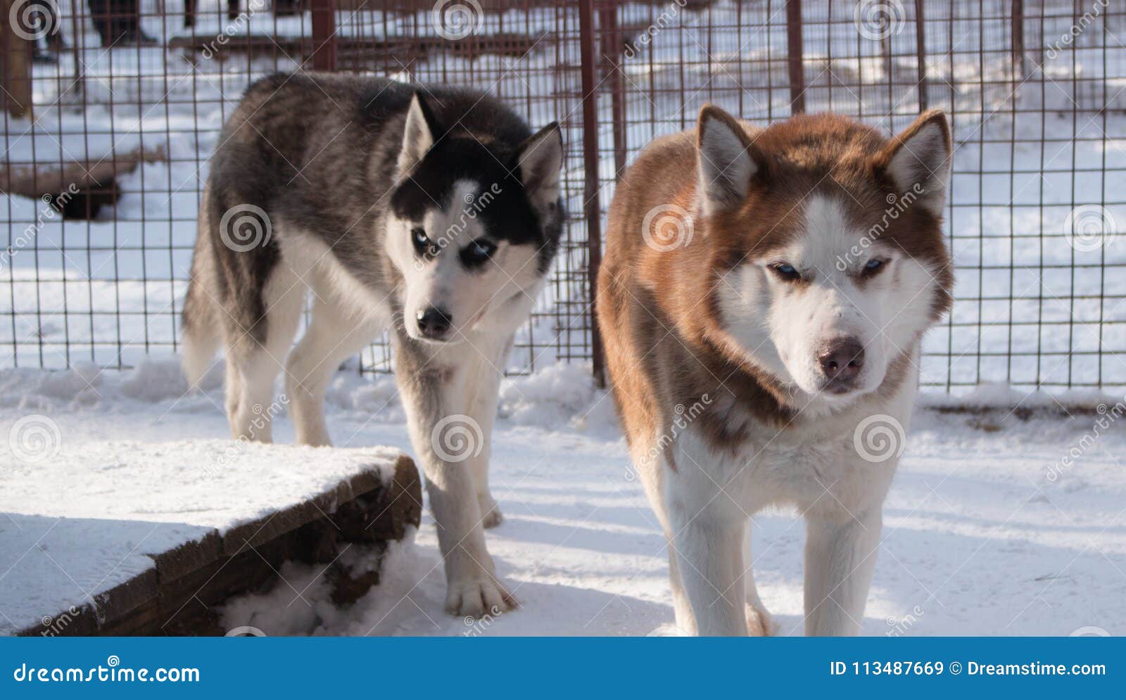 Serious dogs stock image. Image of husky, huskland, huskies - 113487669