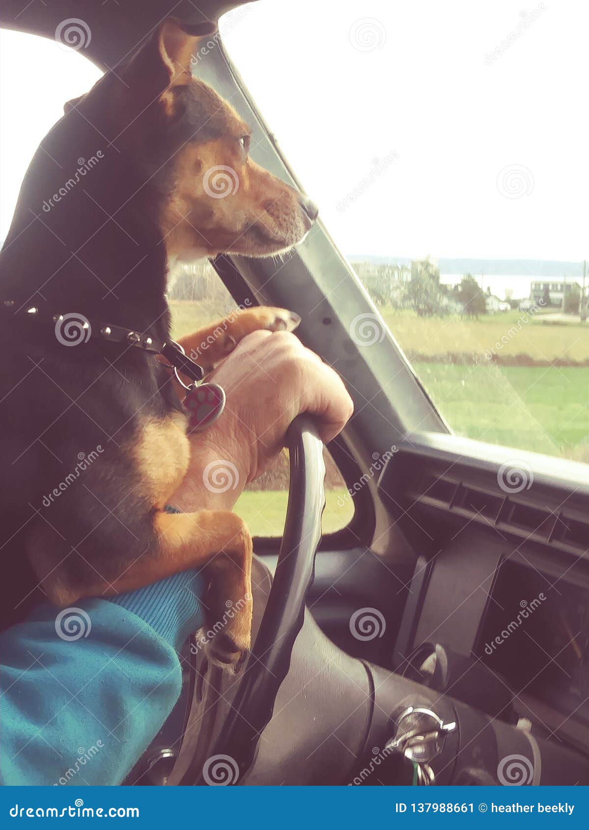 Dog driving stock image. Image of cute, driver, funny - 137988661