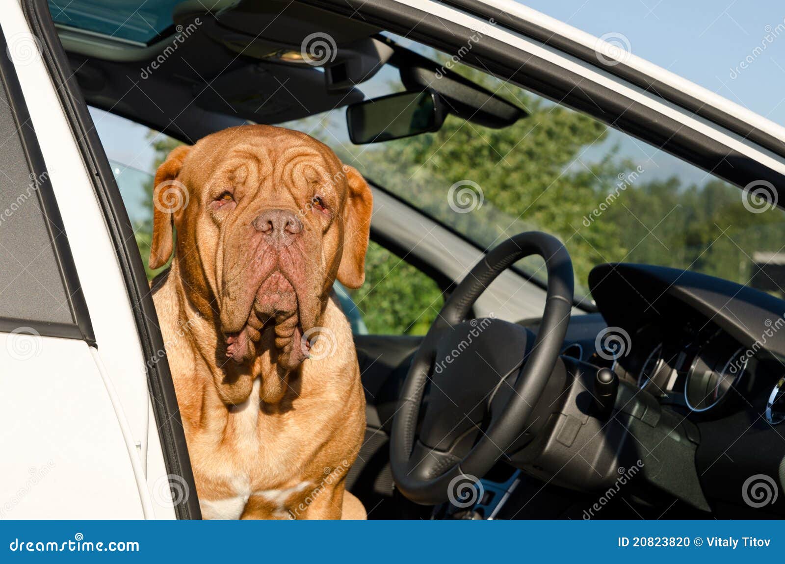 Serious Driver Dog Inside the Car Stock Photo - Image of auto ...
