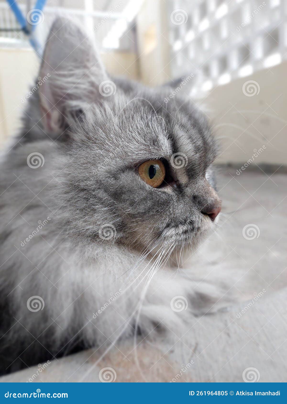 Serious expression of cat stock image. Image of serious - 261964805