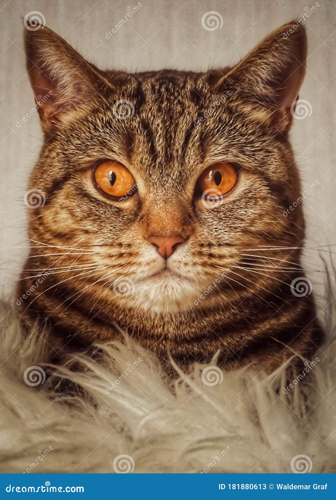 Serious Expression. Cat Portrait Stock Image - Image of serious, snout ...