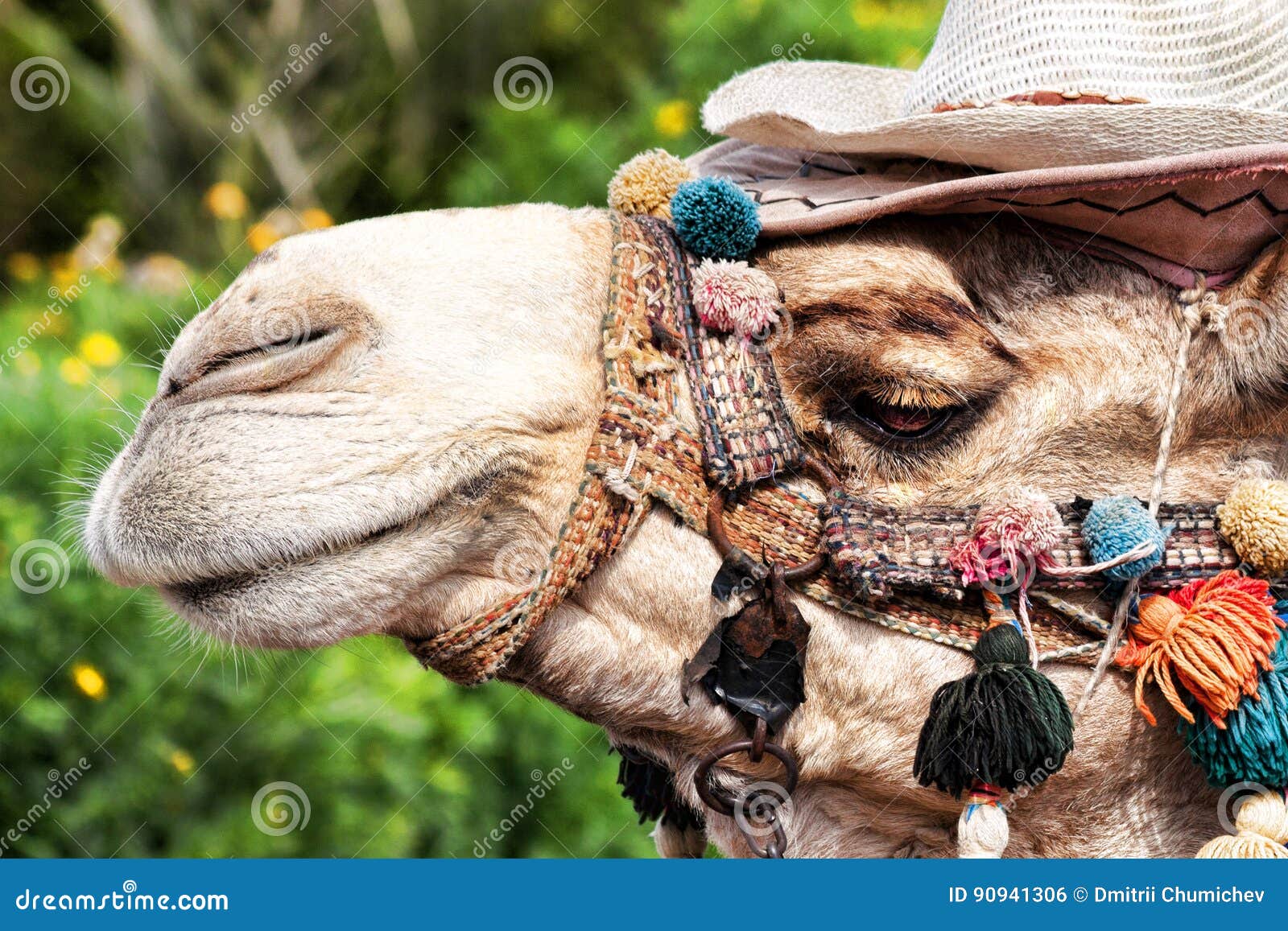 A Serious Face of a Camel on the Side Stock Photo - Image of beast ...