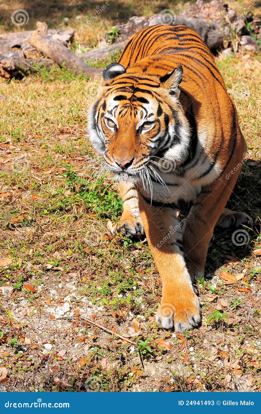Serious female tiger stock image. Image of curious, portraits - 24941493