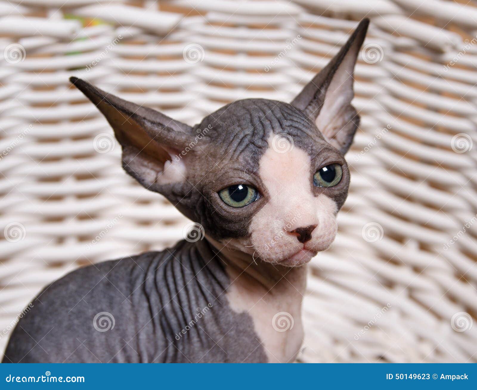 Serious Gray Little Sphynx Looking at the Camera Stock Image - Image of ...