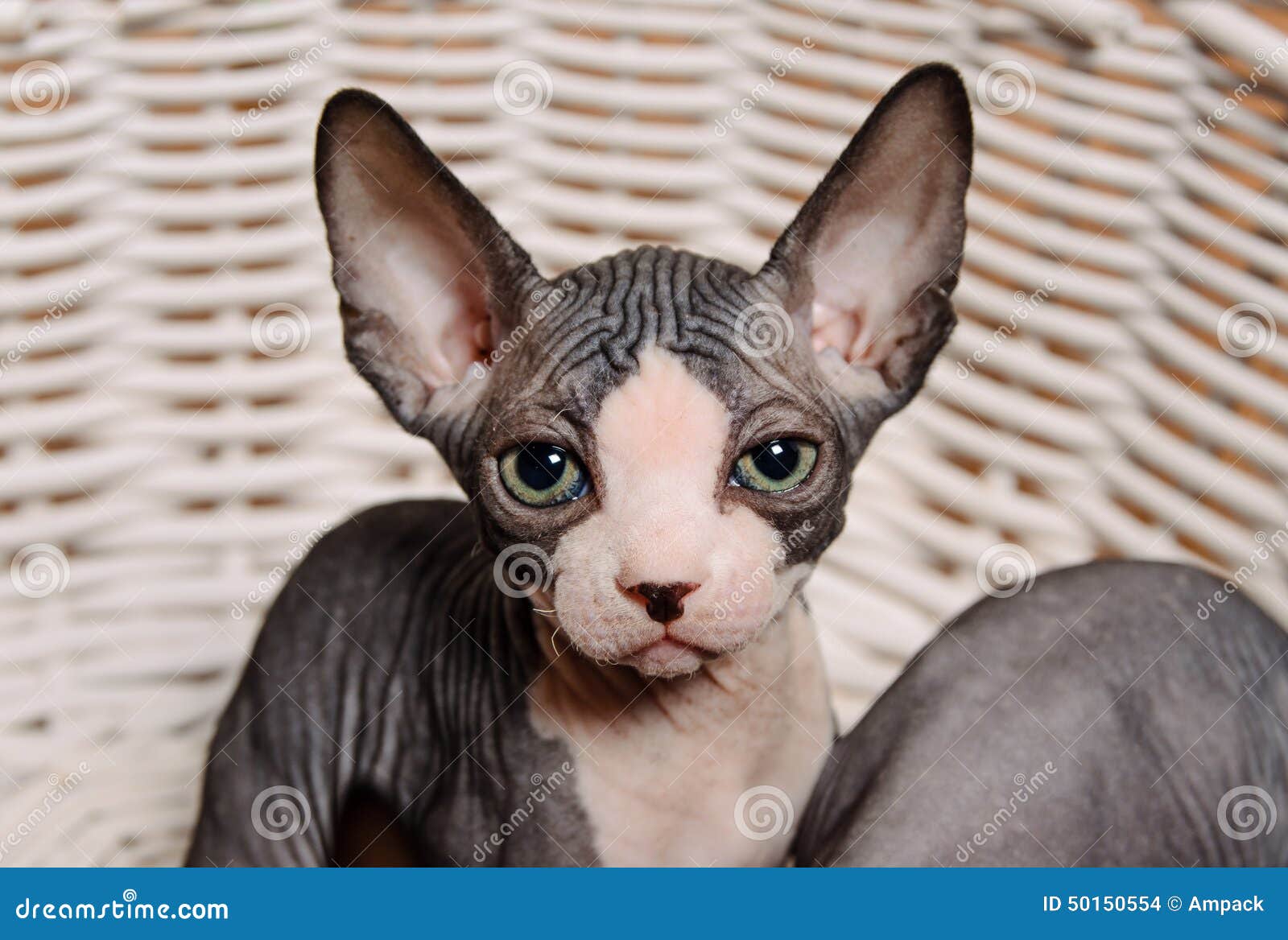 Serious Gray Little Sphynx Looking at the Camera Stock Photo - Image of ...