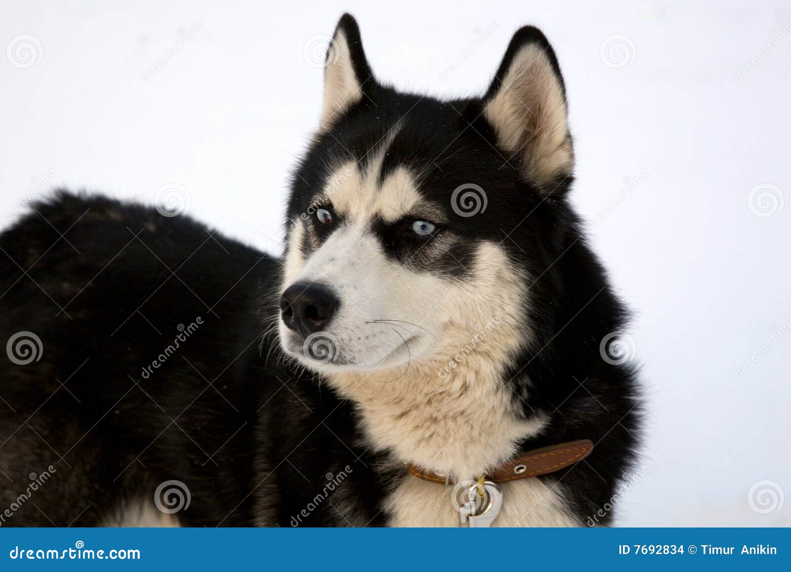Serious husky dog stock photo. Image of collar, mouth - 7692834