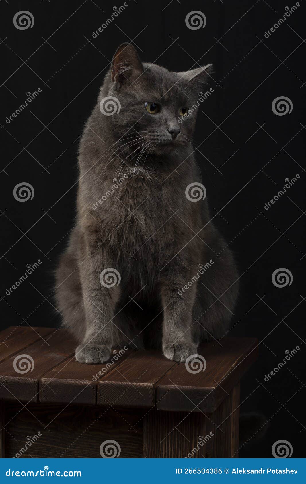 A Serious and Judgmental Black Cat on a Black Background.Studio ...