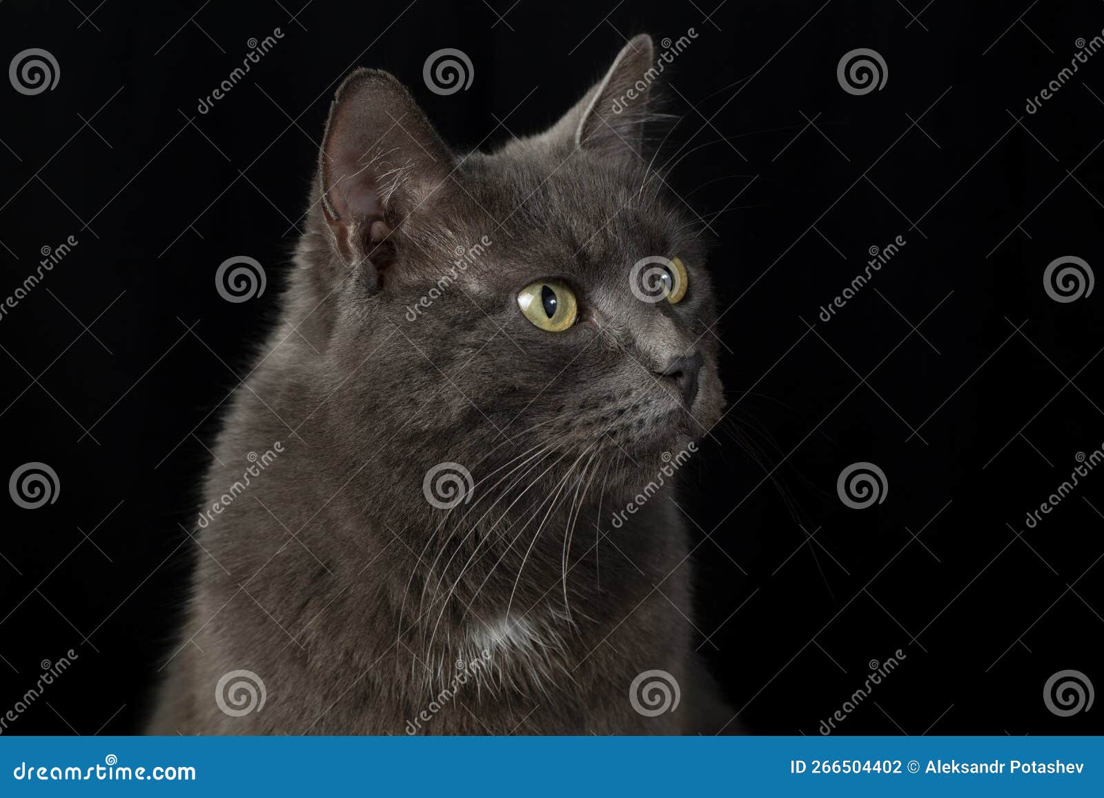 A Serious and Judgmental Black Cat on a Black Background.Studio ...
