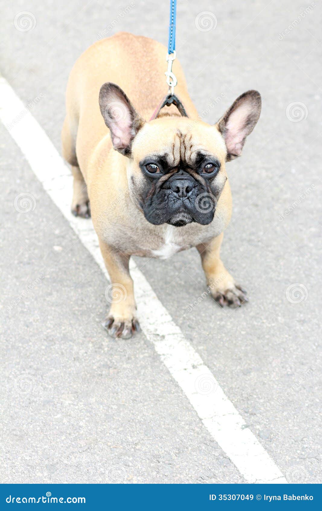 Serious look pug dog stock image. Image of ears, looks - 35307049