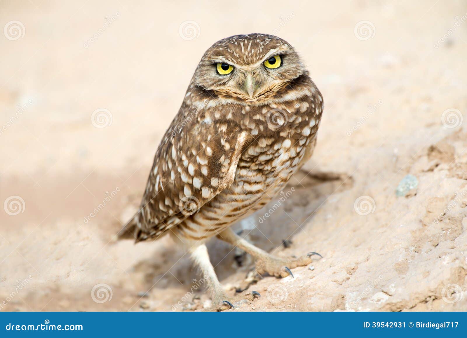 Serious Looking Burrowing Owl Stock Image - Image of wildlife ...