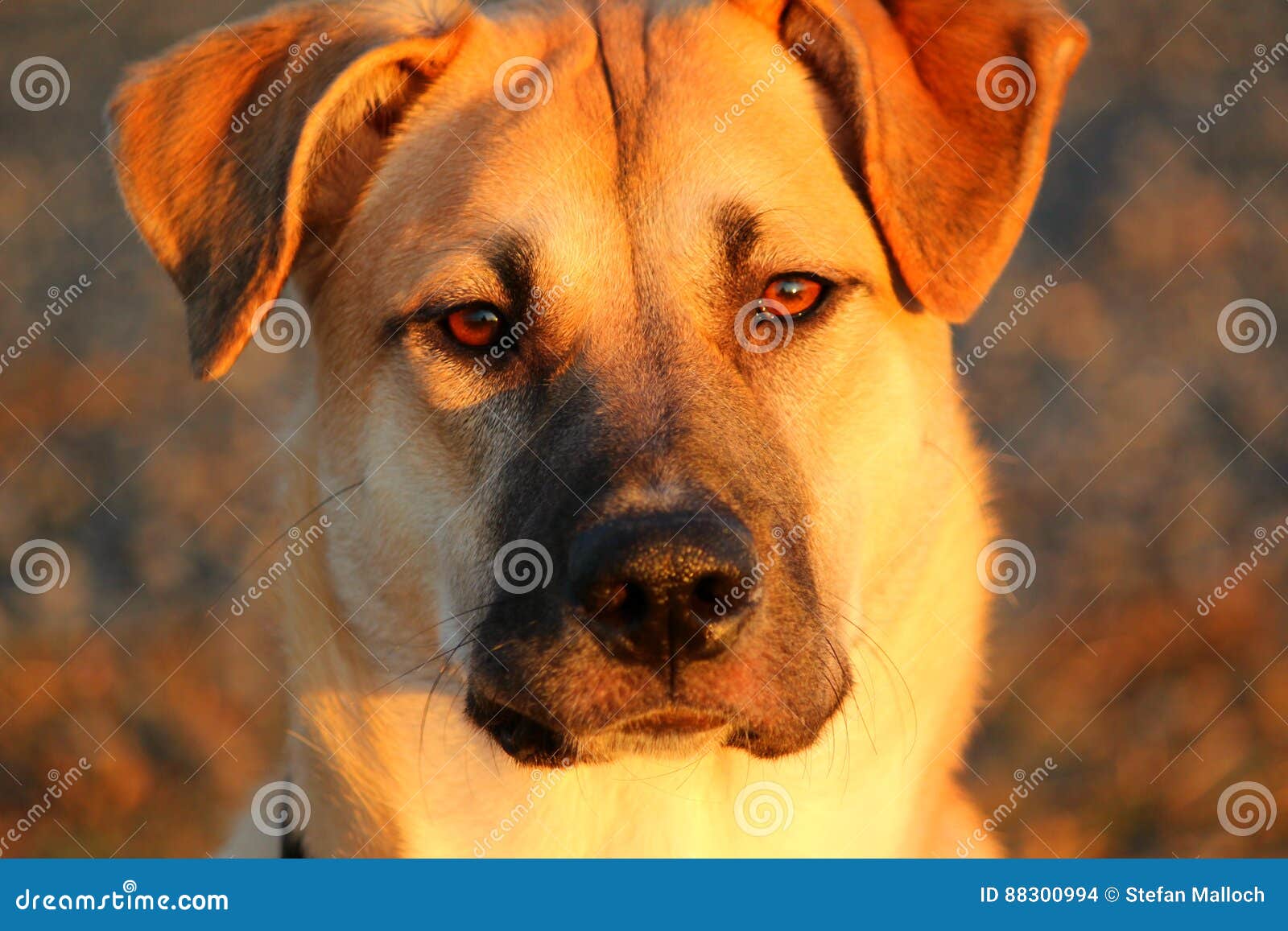 A Serious Looking Dog at Sunset Stock Photo - Image of beautiful, sunny ...