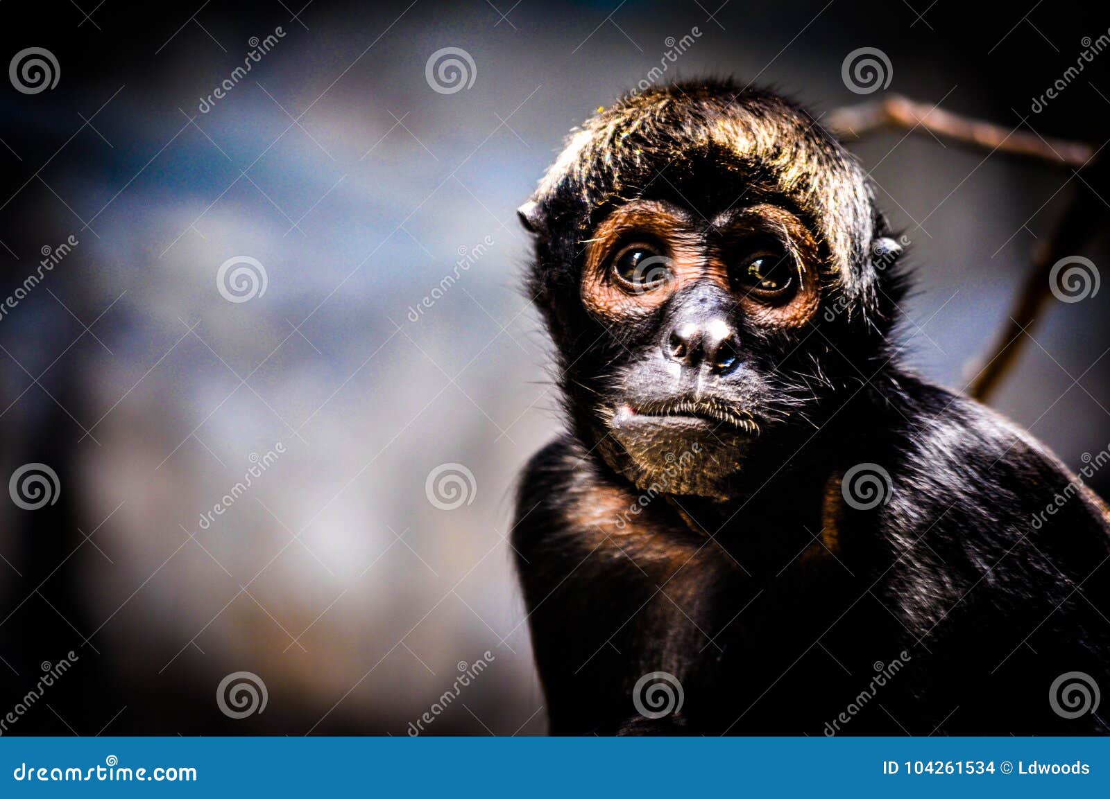 Serious spider monkey stock photo. Image of serious - 104261534