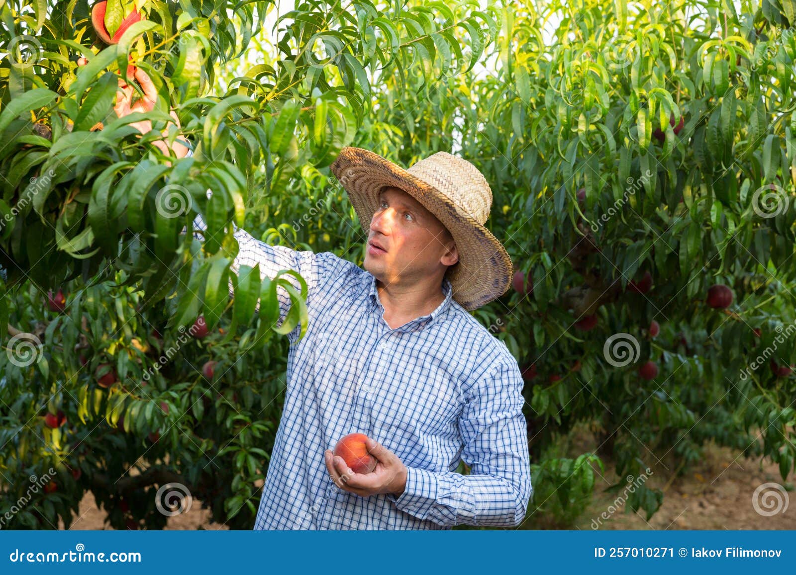 Serious Man Gardener in Hat Picking Fresh Peaches from Tree Stock Image ...