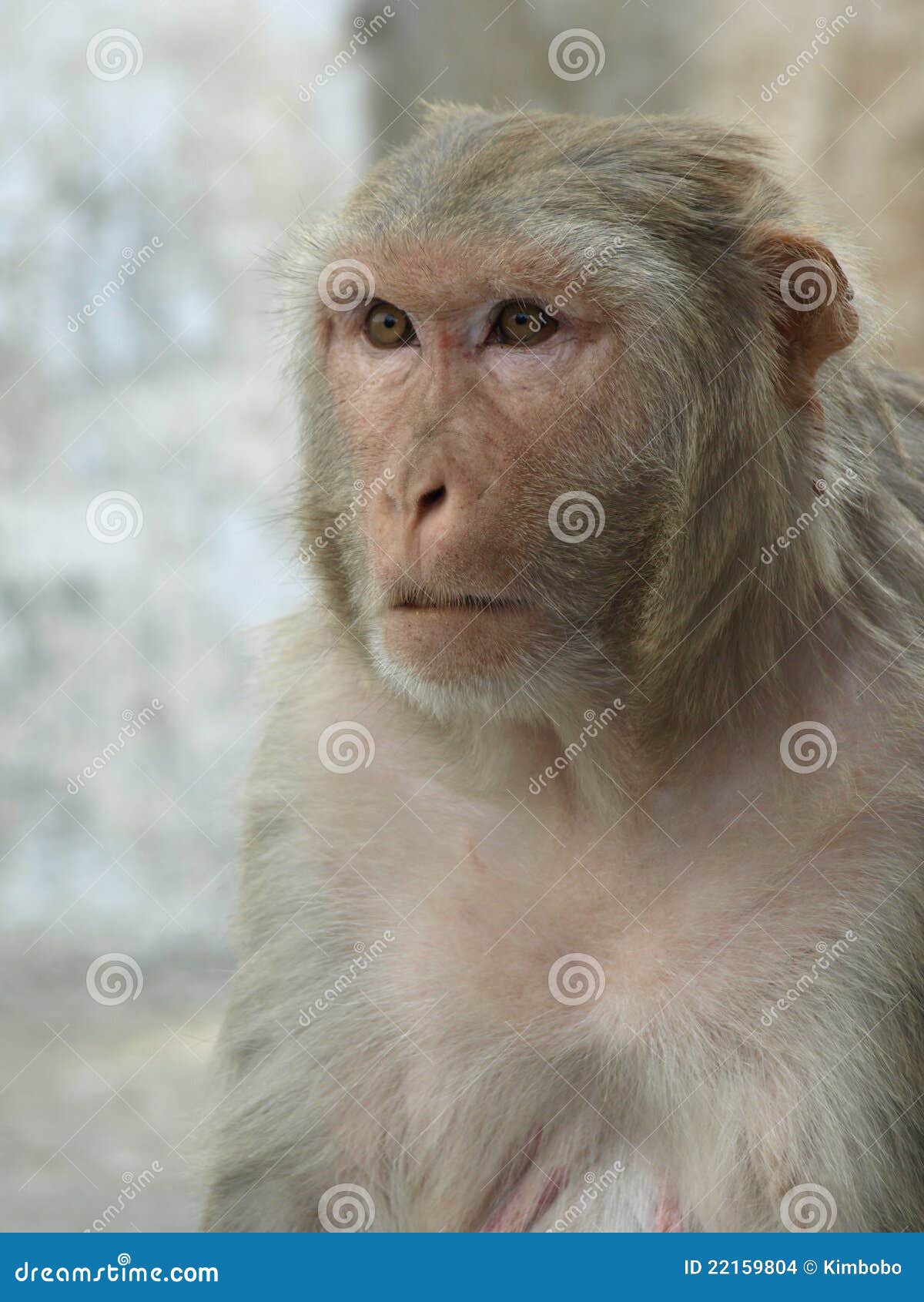 Serious monkey stock photo. Image of wild, beautiful - 22159804