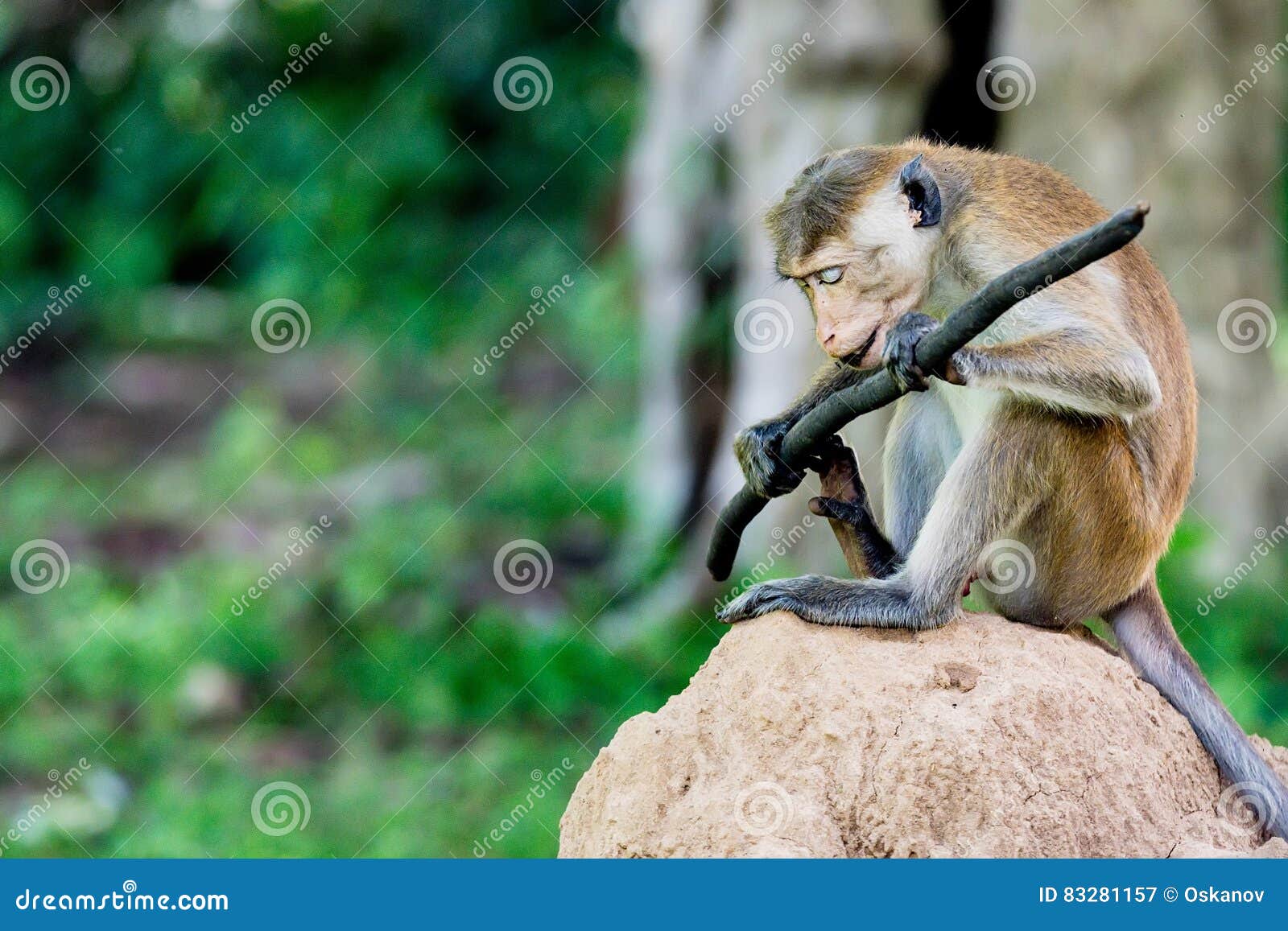 Serious Monkey Holding Stick Stock Image - Image of lanka, animal: 83281157