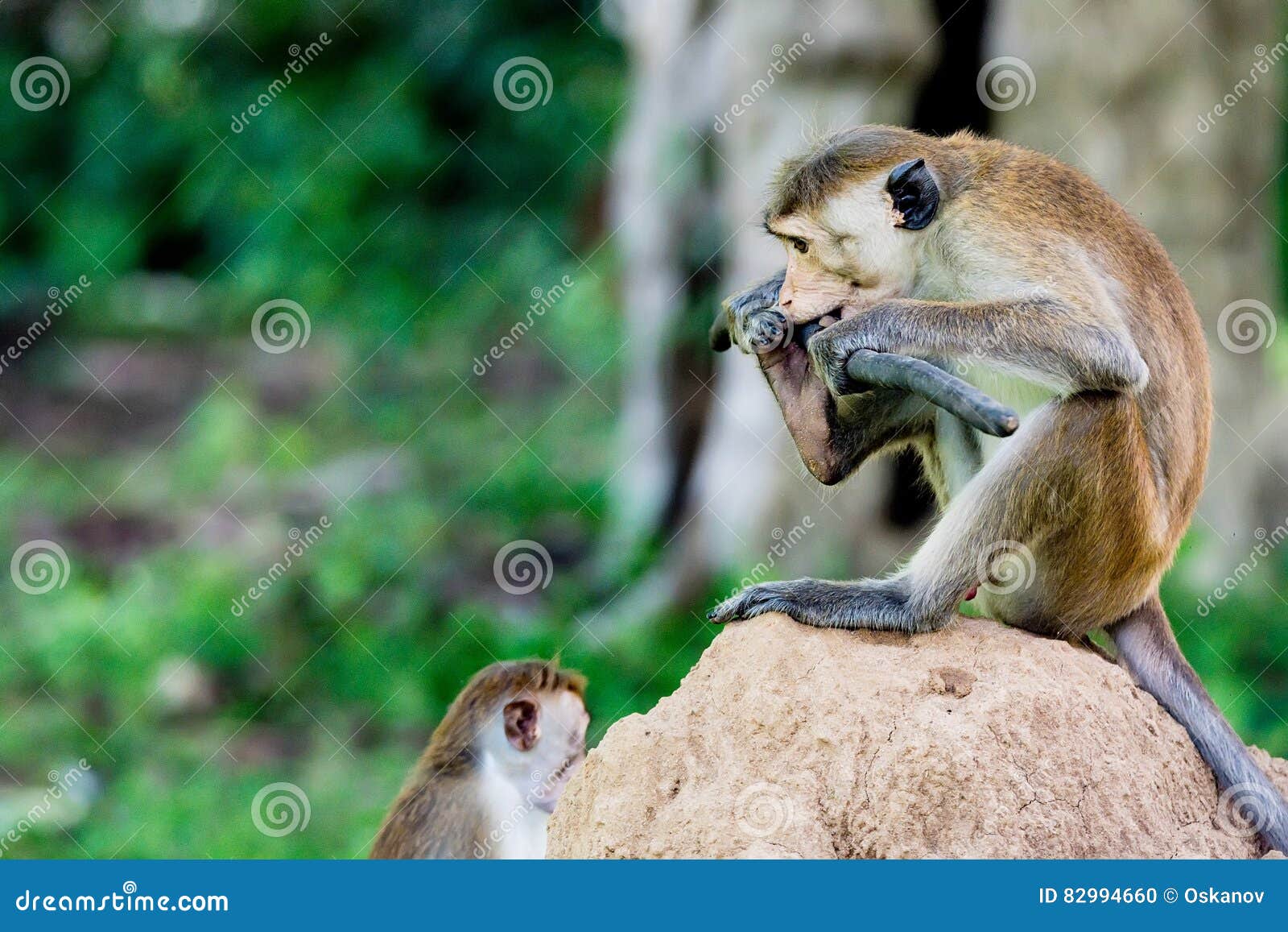 Serious Monkey Holding Stick Stock Photo - Image of little, jungle ...