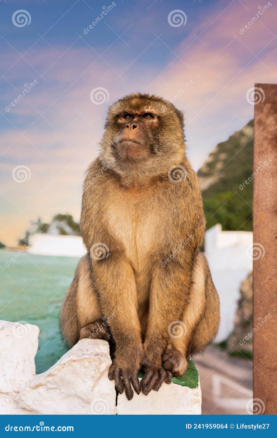 Serious Monkey Looking on the Sky Stock Photo - Image of macaque ...