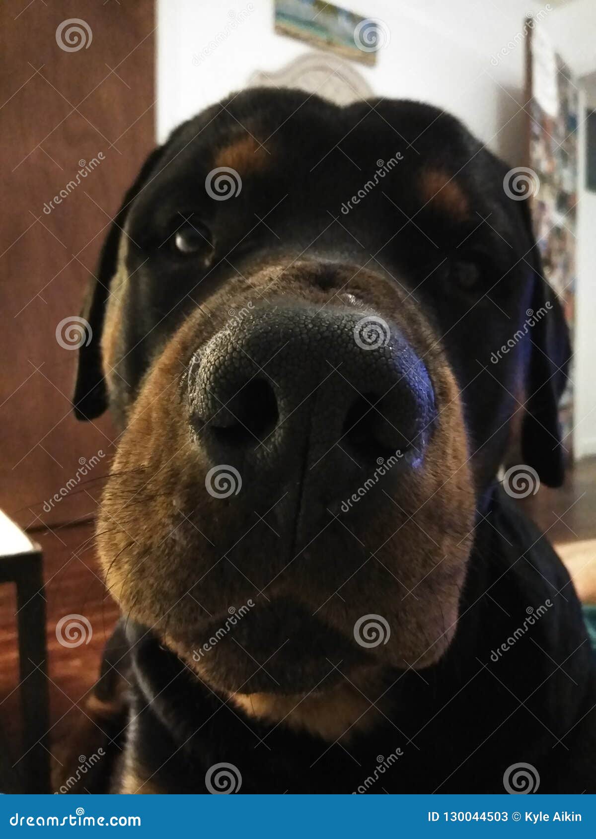 Serious Pup! stock image. Image of animals, rottweiler - 130044503