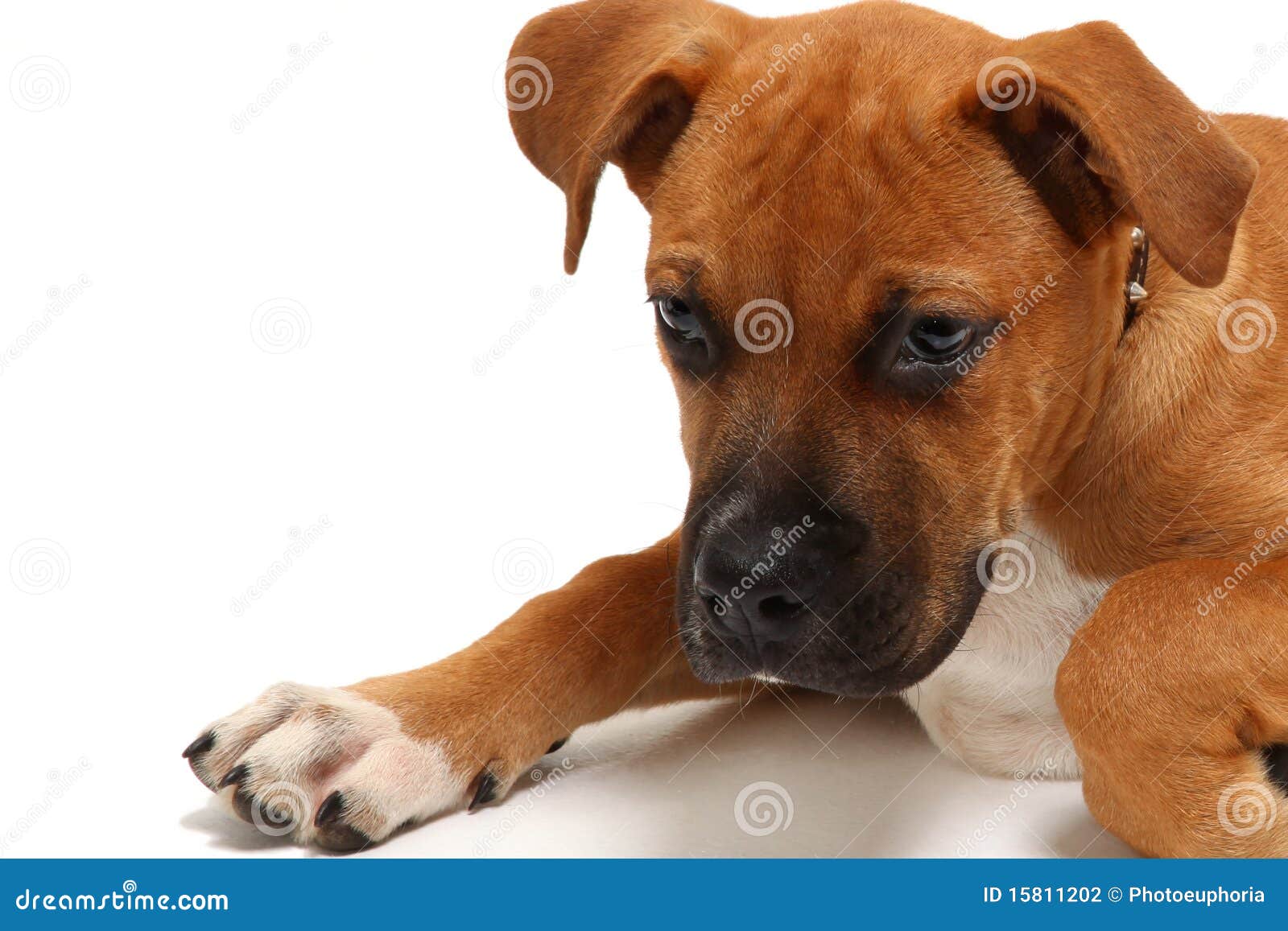 Serious Puppy stock photo. Image of face, expression - 15811202