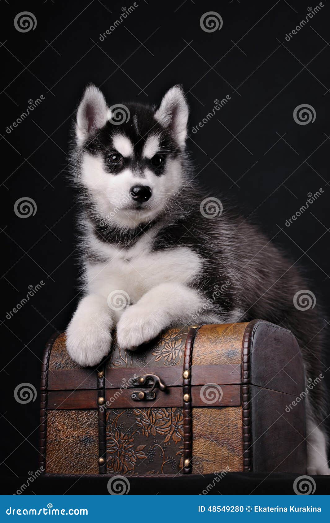 Serious puppy on the chest stock photo. Image of pedigree - 48549280