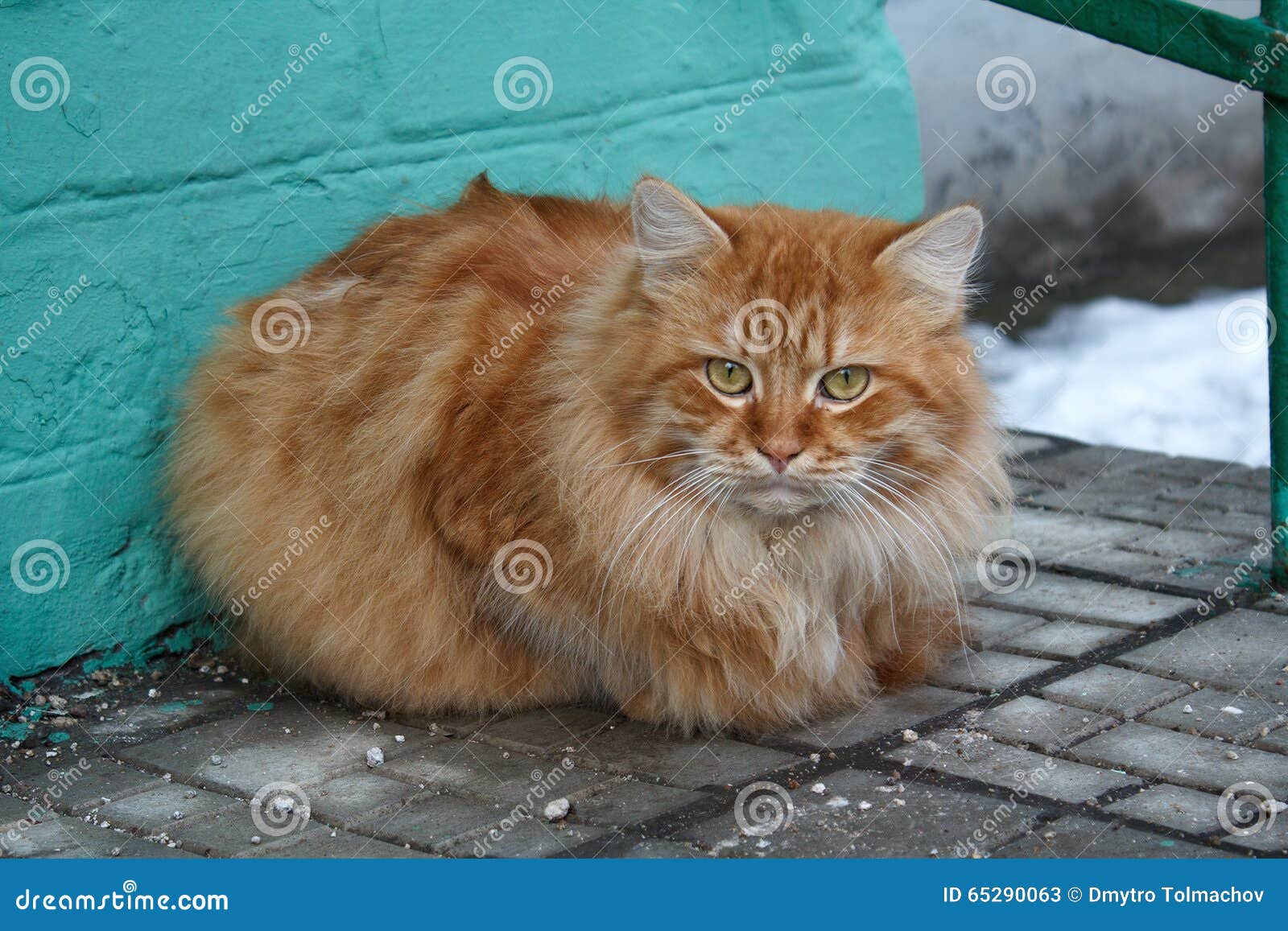 Serious Red Cat Sitting on the Threshold Stock Image - Image of ginger ...