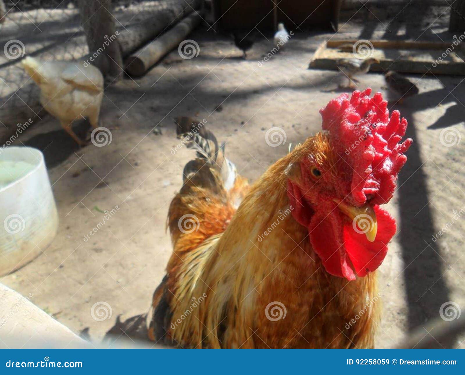 Serious Rooster stock image. Image of birds, challenging - 92258059