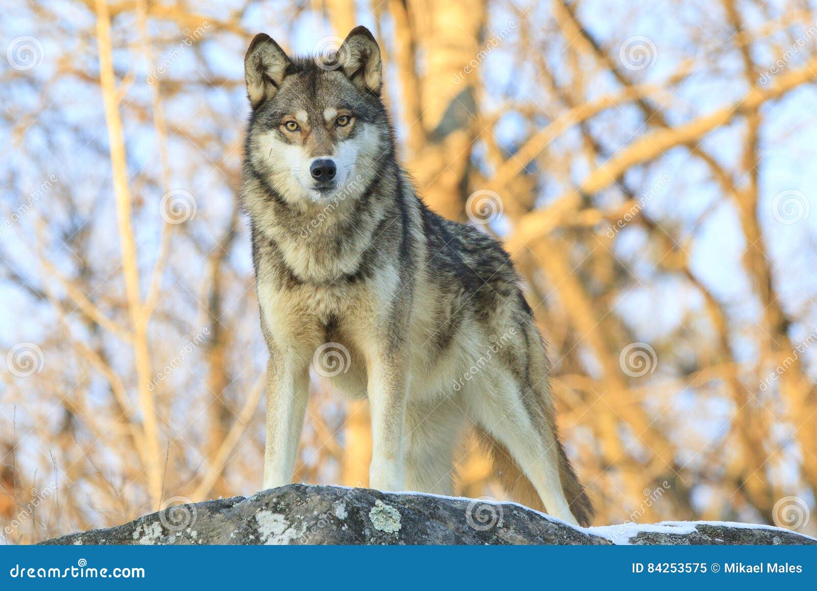 Serious stare down by wolf stock image. Image of black - 84253575