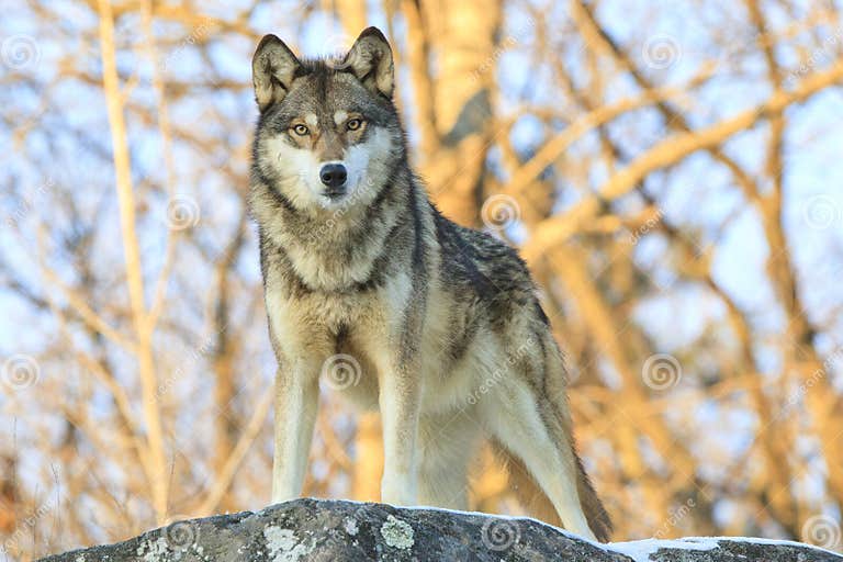 Serious stare down by wolf stock image. Image of black - 84253575