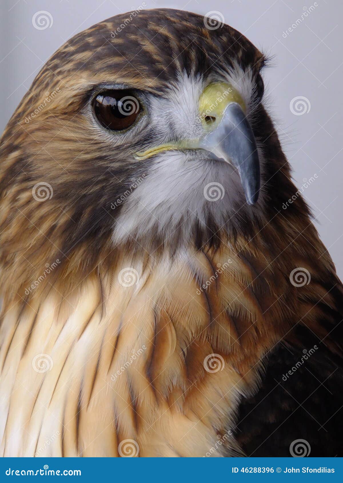 Serious Stare stock photo. Image of predator, raptor - 46288396