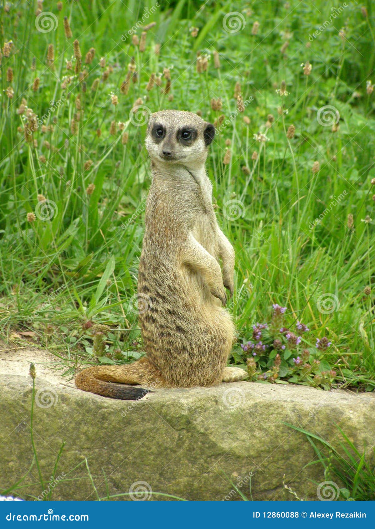 Serious surikata stock photo. Image of carnivora, meerkat - 12860088