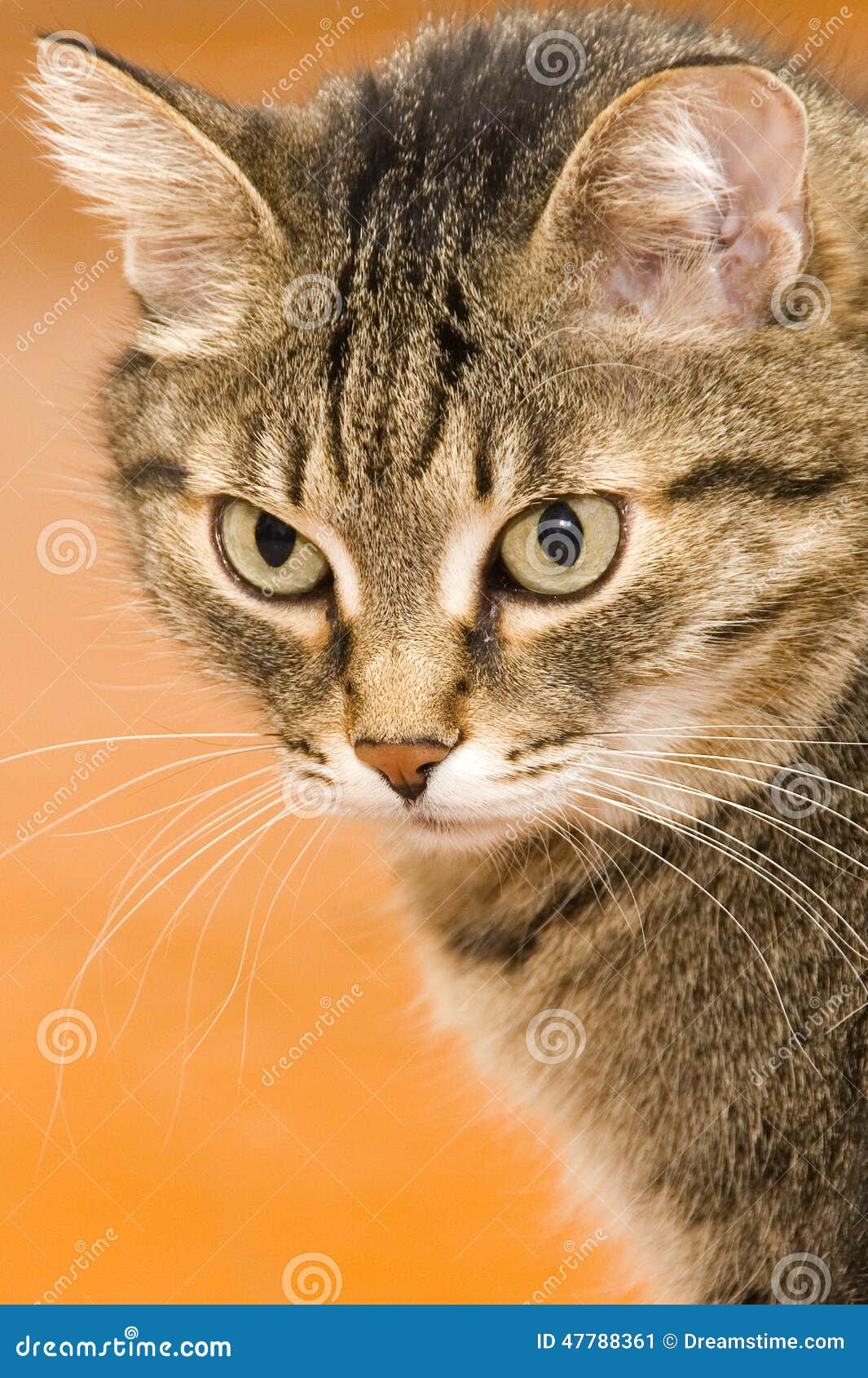 Serious tabby cat stock image. Image of tabby, look, moustache - 47788361
